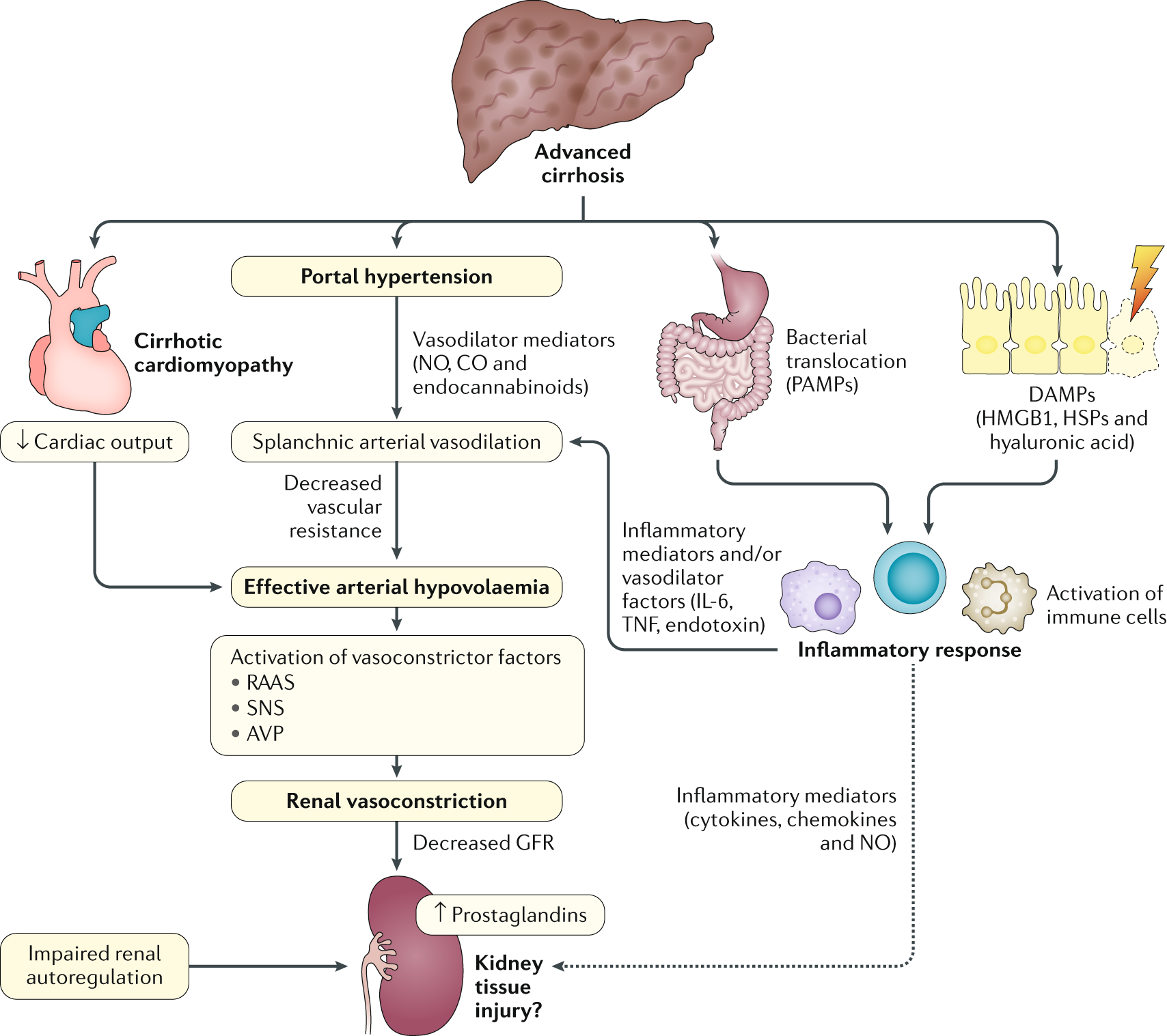 Deep Dive – Hepatorenal Syndrome – AOMC FOAMed