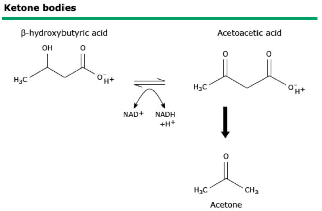 Deep Dive – Alcoholic Ketoacidosis – AOMC FOAMed